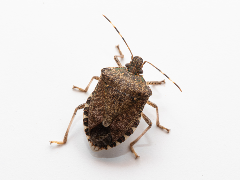 Brown Stink Bug - Washington Pest Control Service